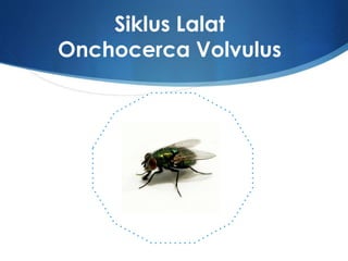 Indeks Lalat - Indeks Tungau/Pinjal - Kepadatan Nyamuk | PPTX