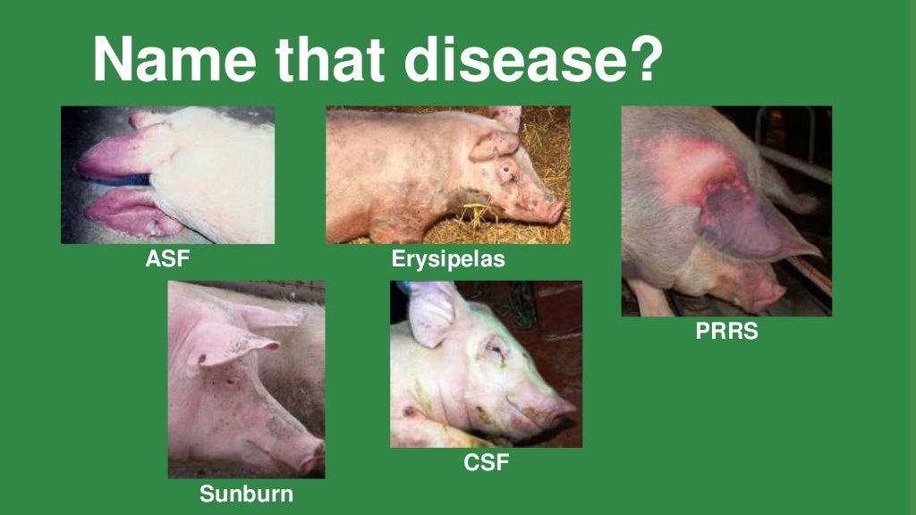 Foreign Animal Diseases and Iowa