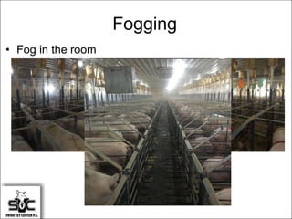 New Lessons Learned about Control of Mycoplasma Hyopneumoniae | PPT