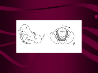 ppt on normal labour and its management | PPT