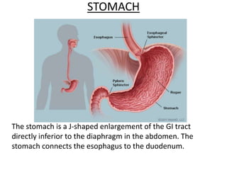 A presentation on Human Anatomy and physiology | PPTX