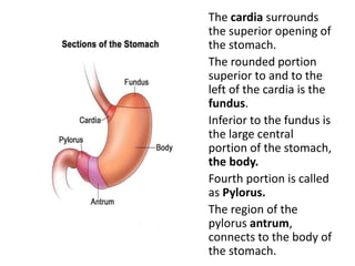 A presentation on Human Anatomy and physiology | PPT