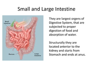 A presentation on Human Anatomy and physiology | PPT