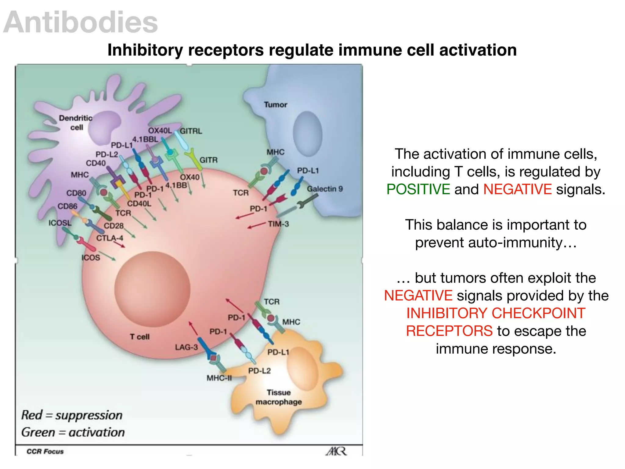 Tumor Immunology And Cancer Immunotherapy Pdf