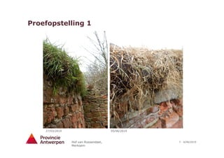 Soft capping: het afdekken van muurresten met levende planten als ...