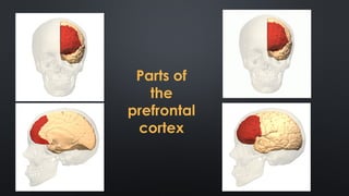 190925 Prefrontal Cortex.pptx about prefrontal cortex | PPTX