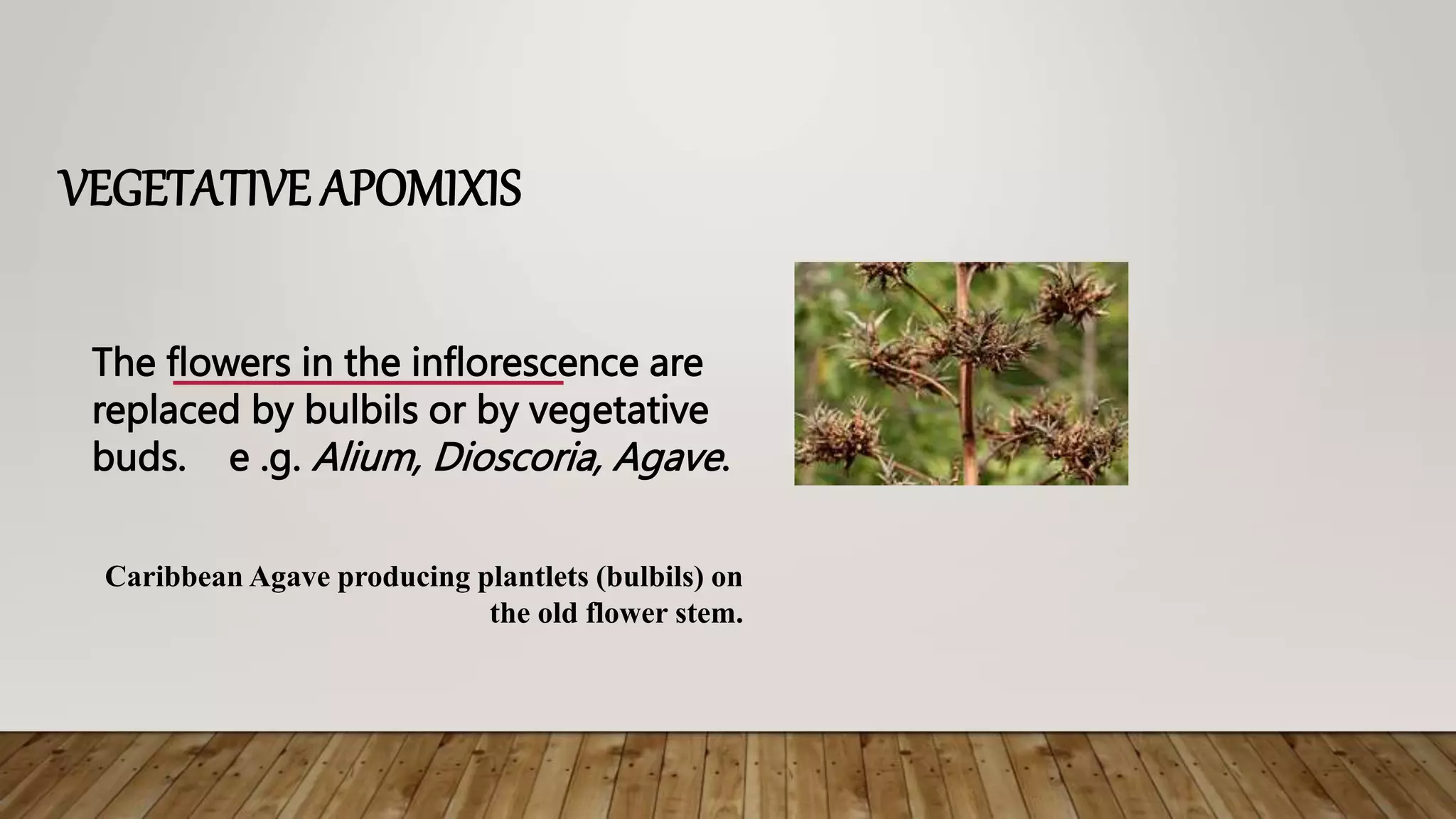 Apomixis.ppt