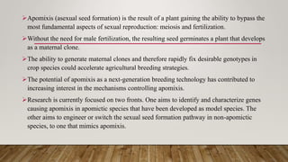 Apomixis.ppt