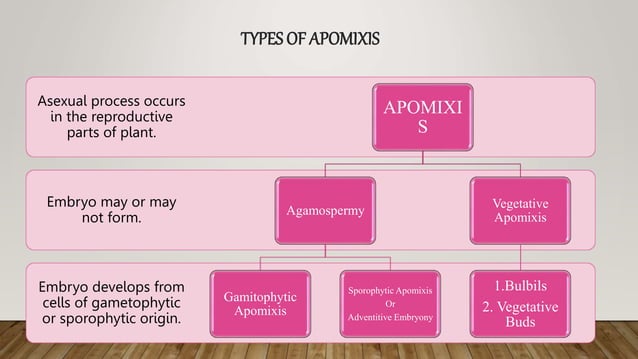 Apomixis.ppt