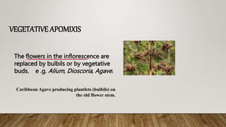 Apomixis.ppt