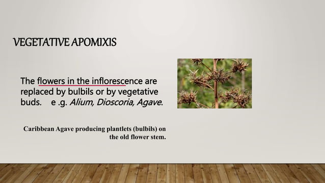 Apomixis.ppt