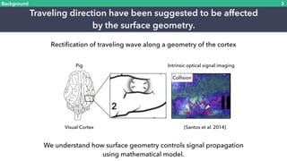 Curved surface geometry-induced topological change of an excitable ...