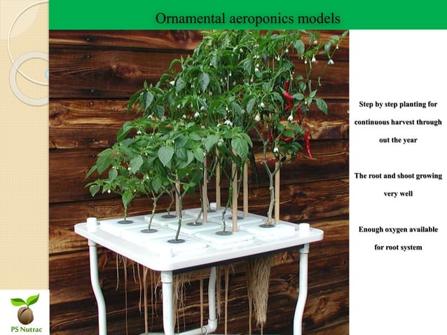 Aeroponic presentation | PPTX