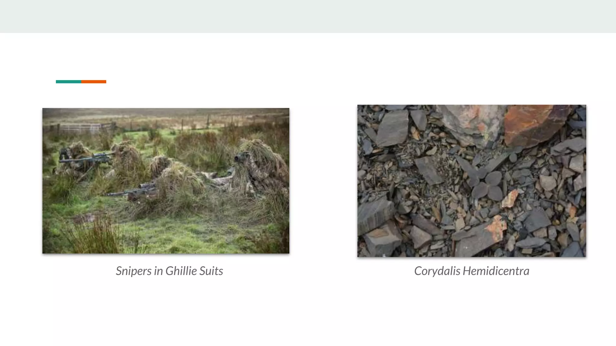 Optical Camouflage.pptx