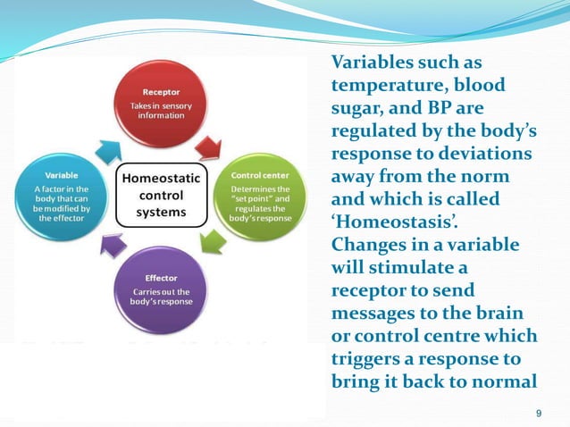 11111111111-Homeostasis-Presentation.ppt