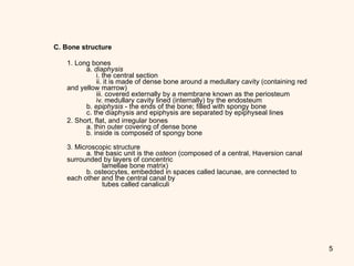 192913 cartilage-and-bones | PPT