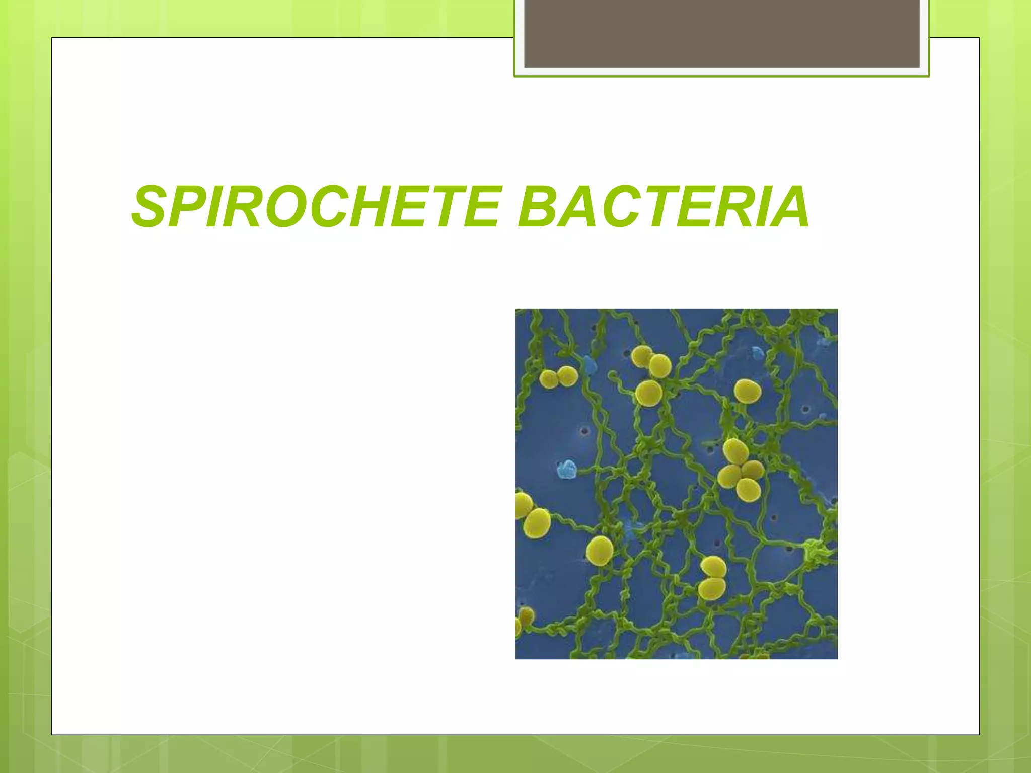 RICKETTSIA and SPIROCHETES | PPTX