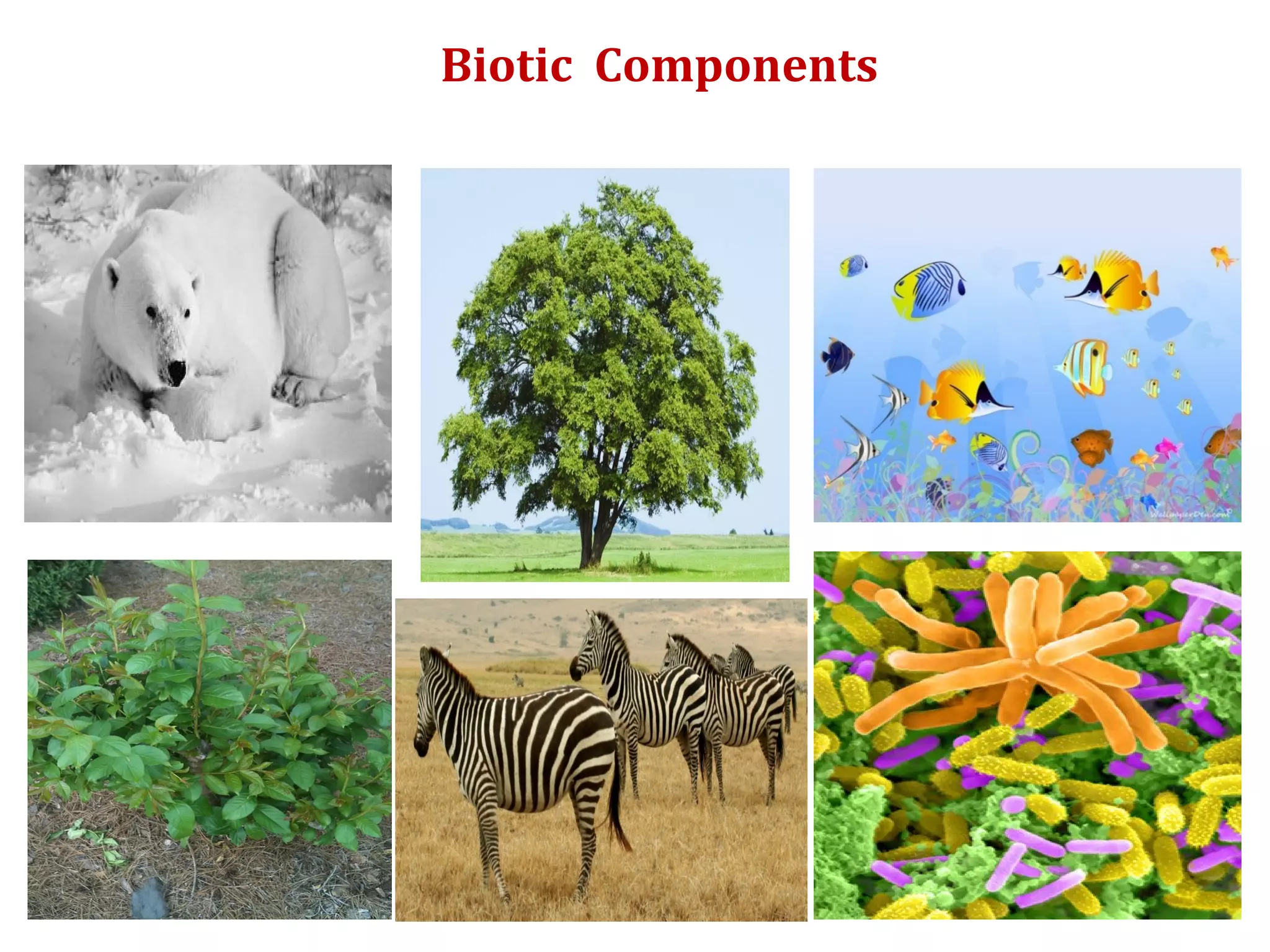 Introduction on Environmental Studies | PPT