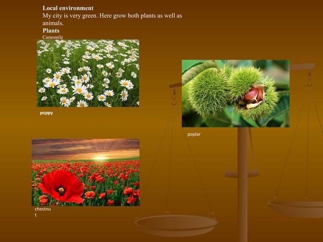 Bender for Kyiv 2013 | PPT