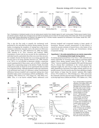 1944.pdf About muscular strategy shift in human running | PDF