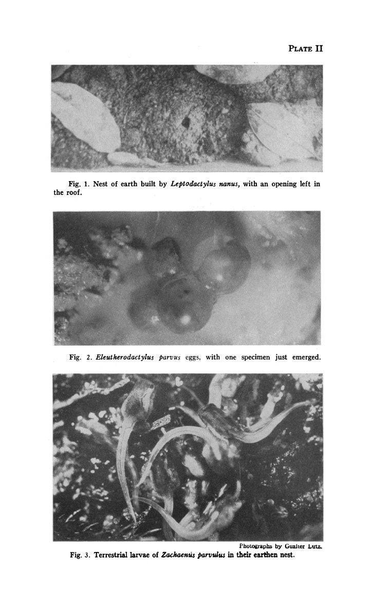 Trends Towards Non-Aquatic and Direct Development in Frogs | PDF | Free ...