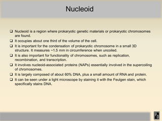 195163005Prokaryotic-chromosomes-organization.pdf