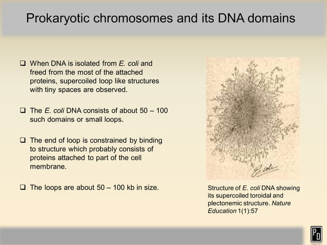 195163005Prokaryotic-chromosomes-organization.pdf