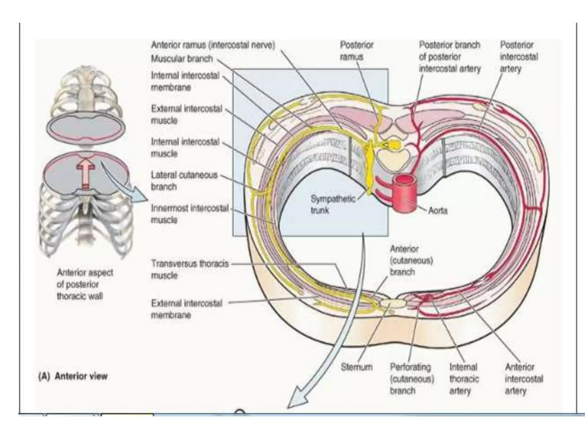 195343_Thorax Cavity.ppt