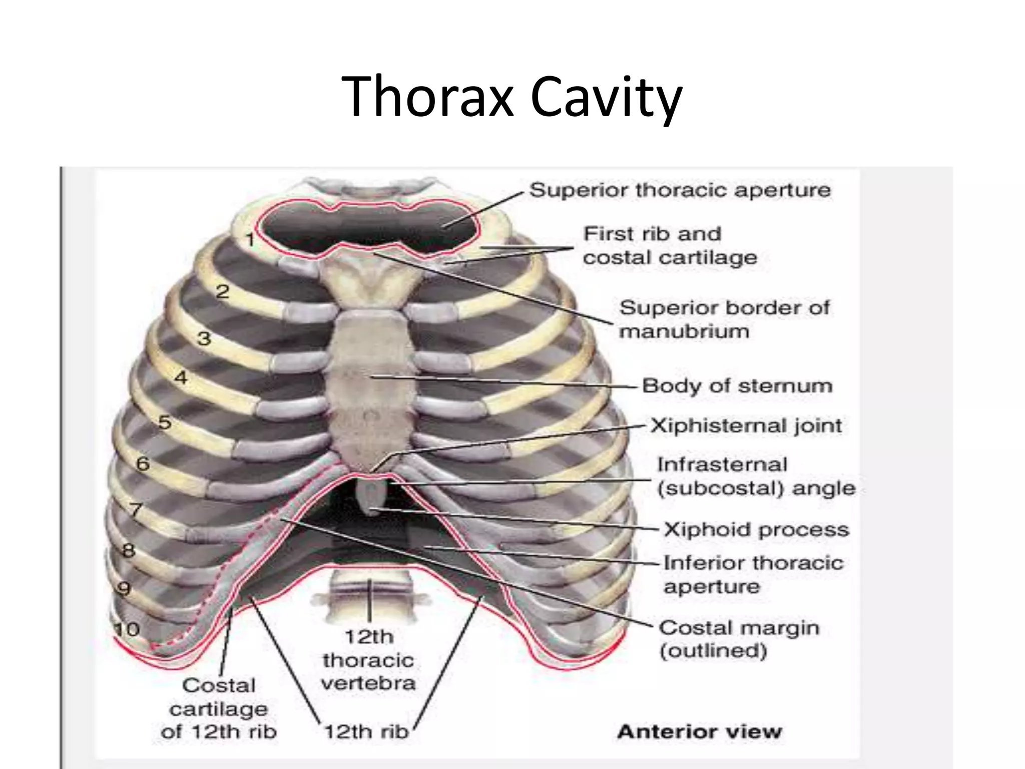 195343_Thorax Cavity.ppt
