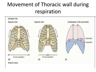 195343_Thorax Cavity.ppt