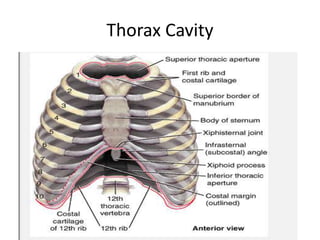 195343_Thorax Cavity.ppt