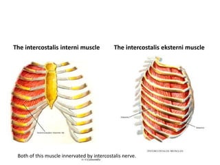 195343_Thorax Cavity.ppt