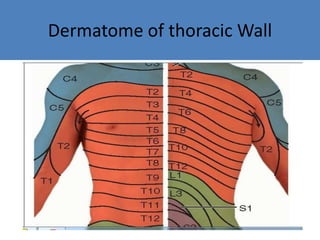 195343_Thorax Cavity.ppt