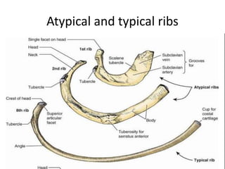 195343_Thorax Cavity.ppt