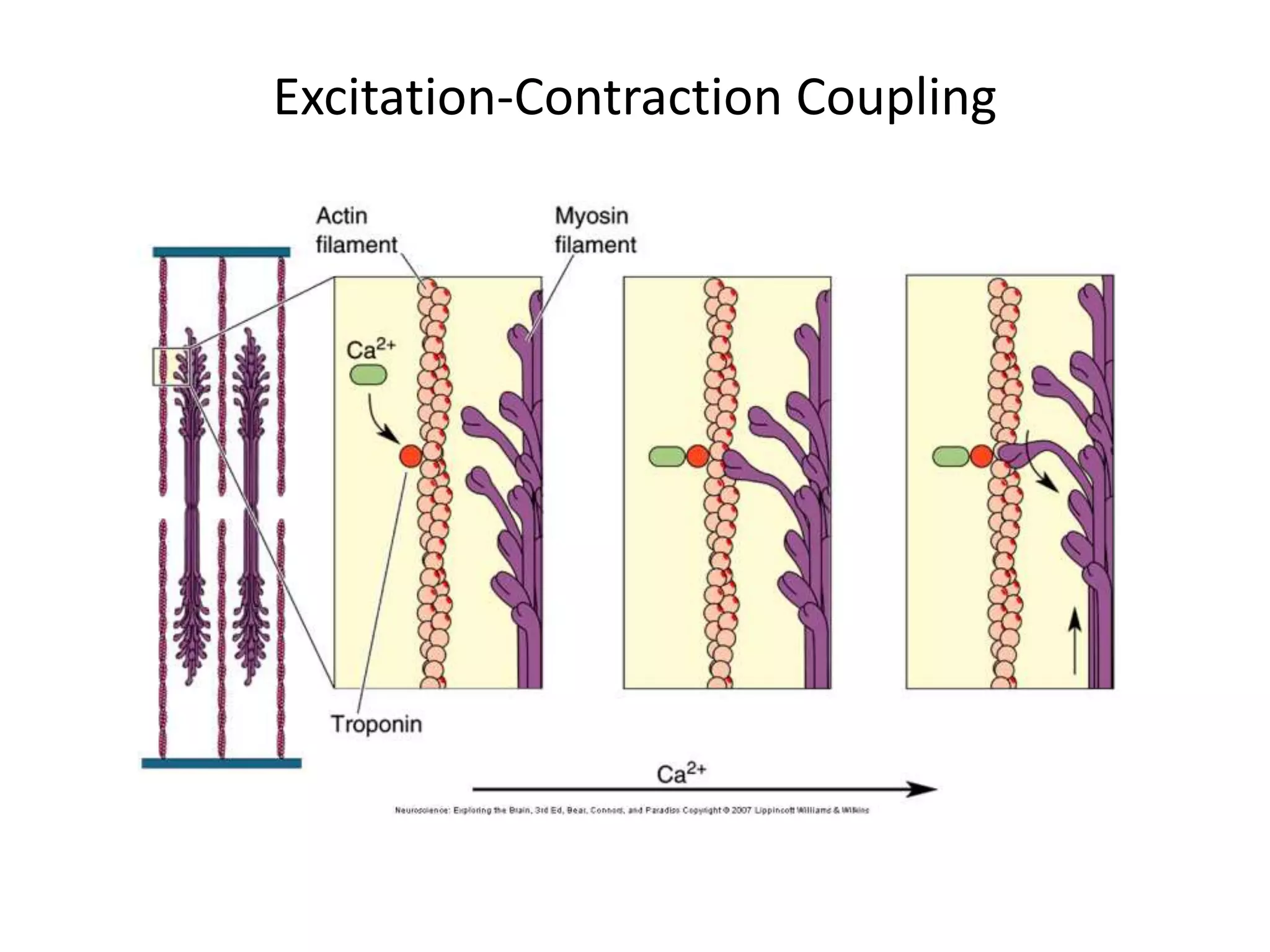 Electrical Activity of the Heart | PPTX