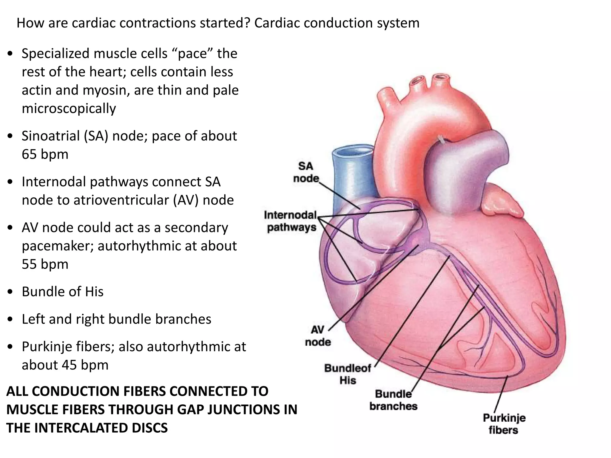 Electrical Activity of the Heart | PPTX
