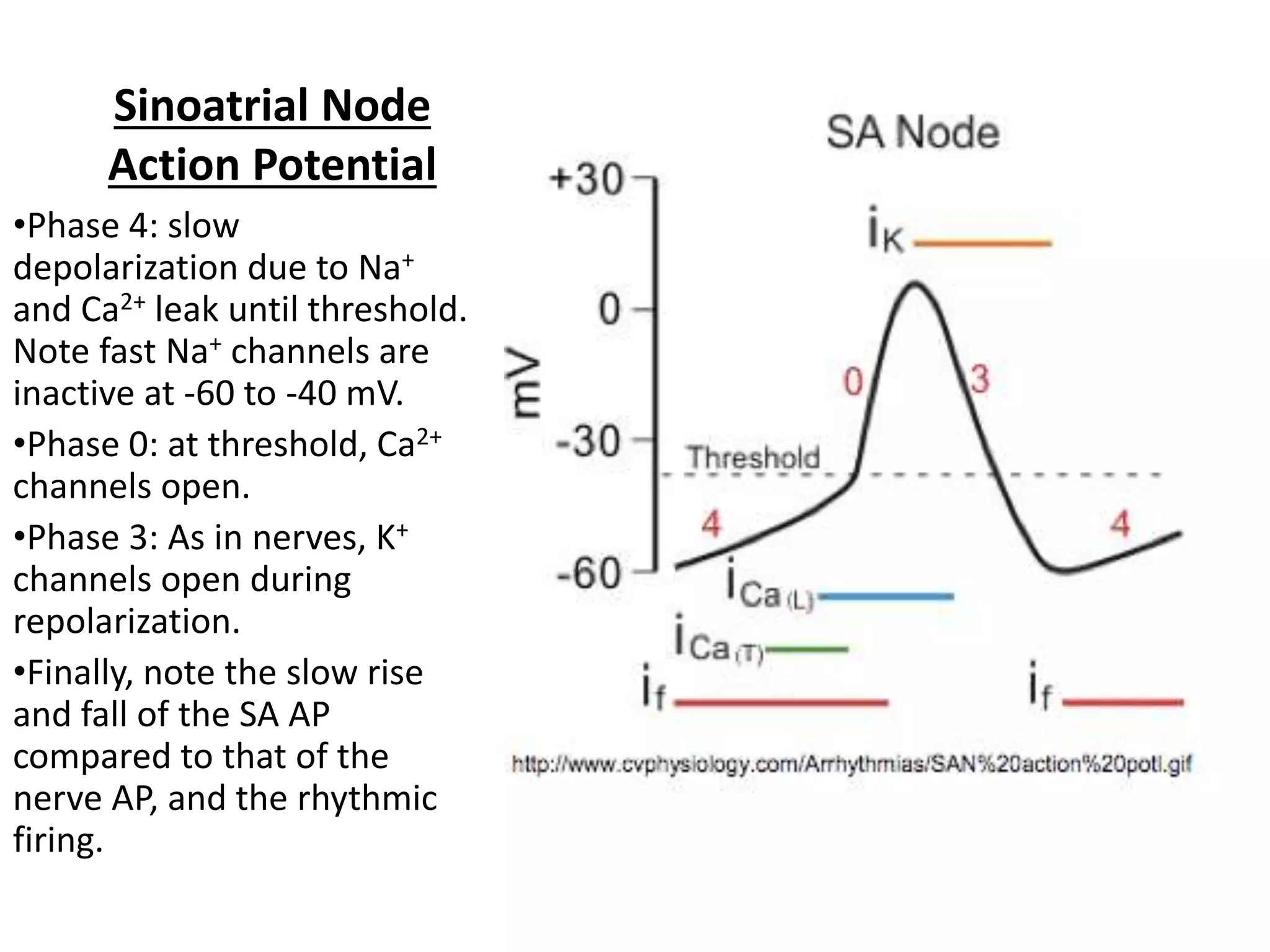 Electrical Activity of the Heart | PPTX