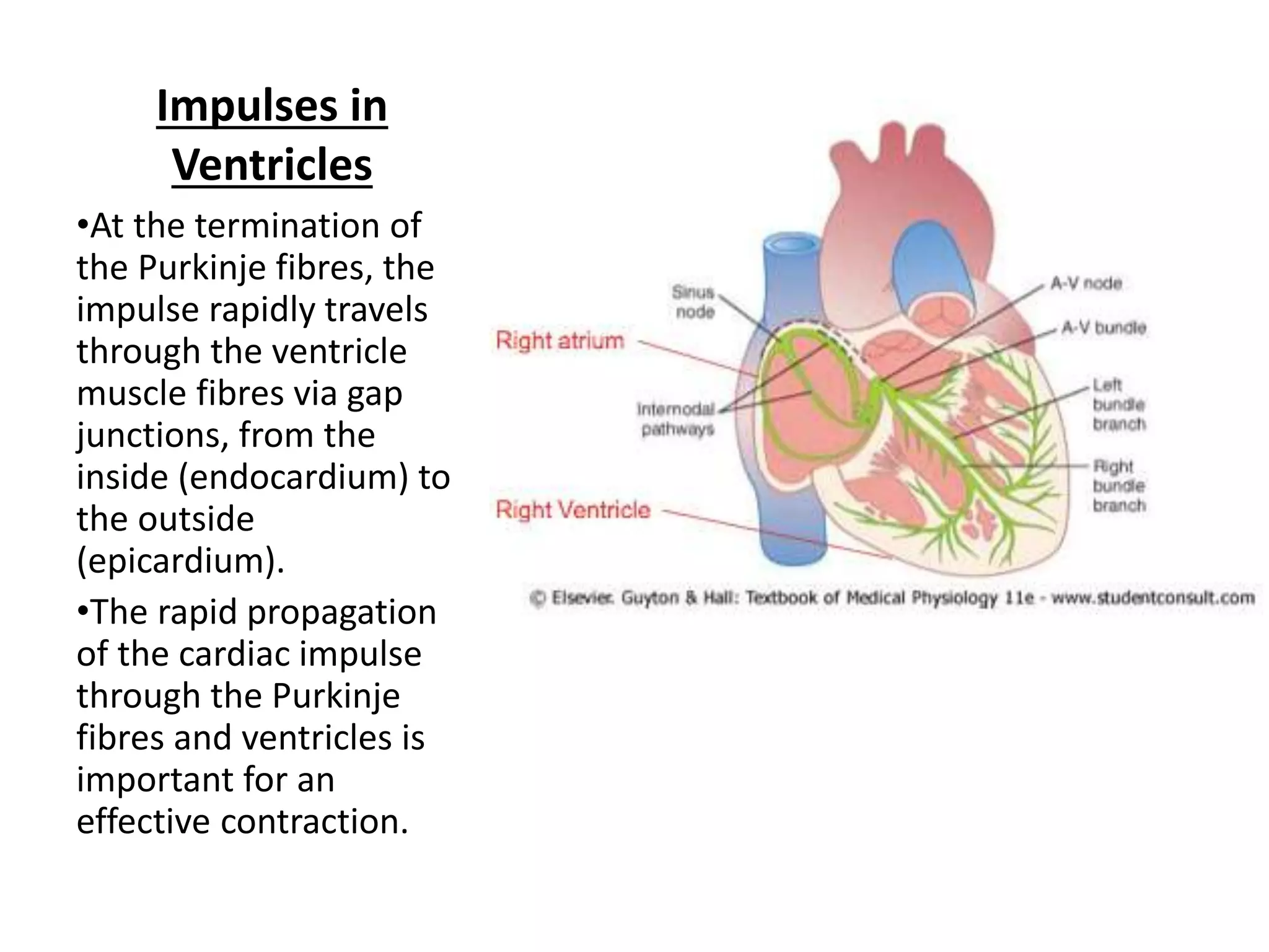 Electrical Activity of the Heart | PPTX