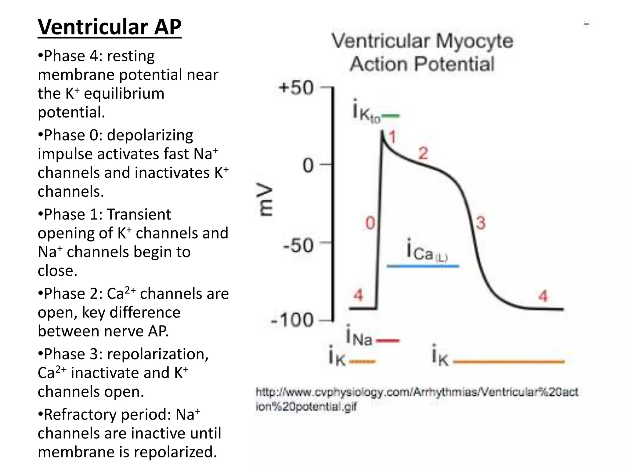 Electrical Activity of the Heart | PPTX