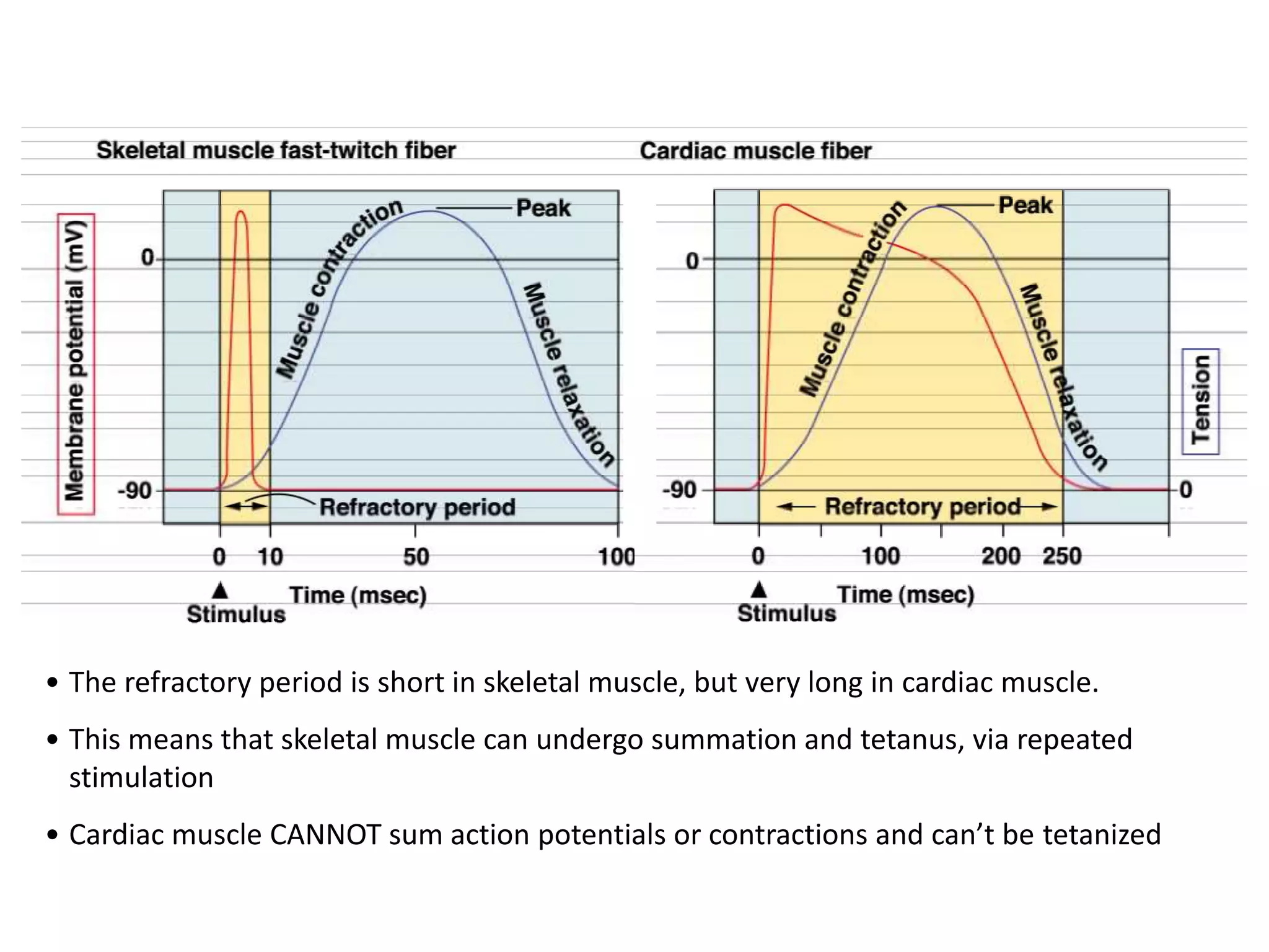 Electrical Activity of the Heart | PPTX