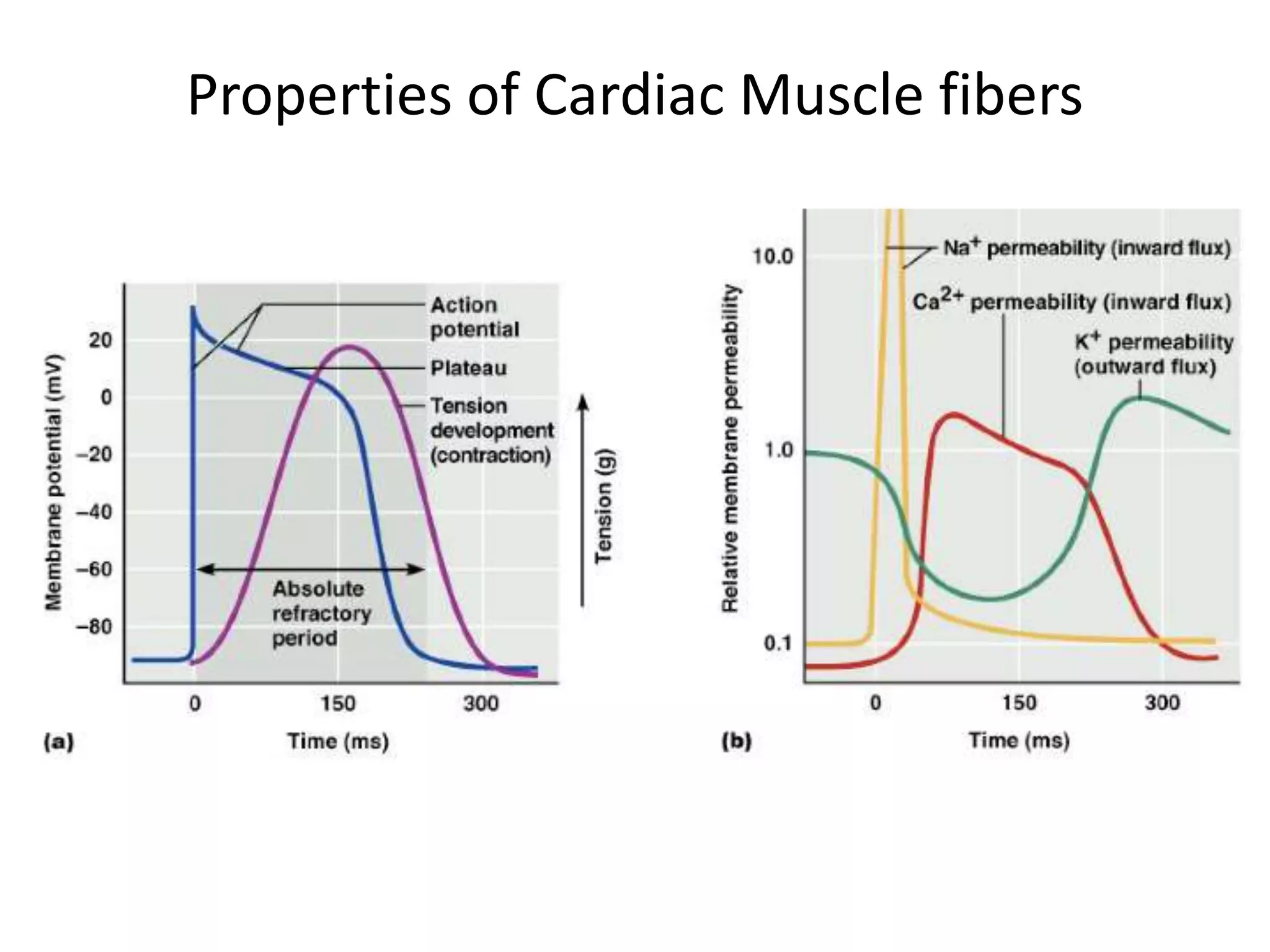 Electrical Activity of the Heart | PPTX