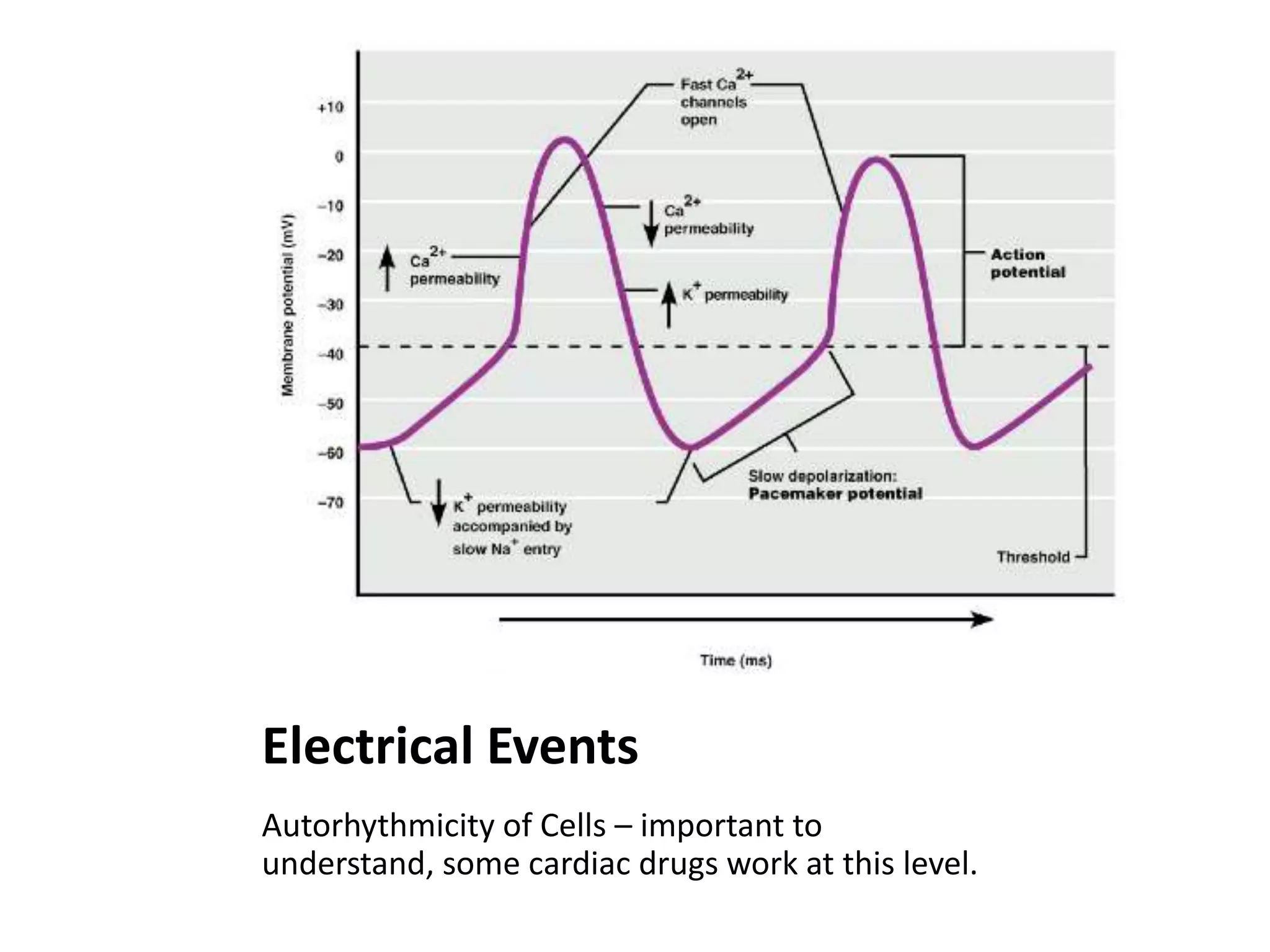 Electrical Activity of the Heart | PPTX
