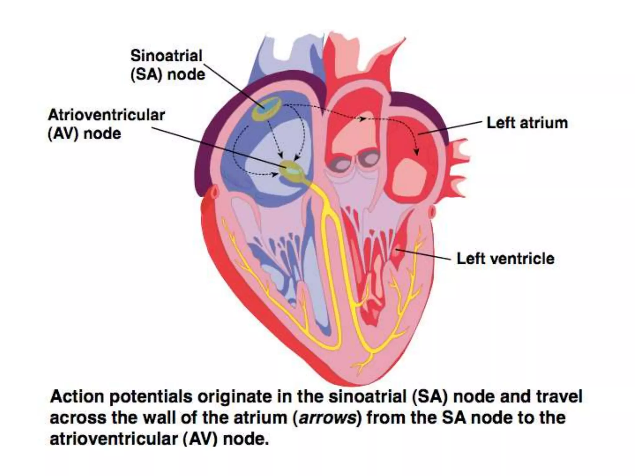Electrical Activity of the Heart | PPTX