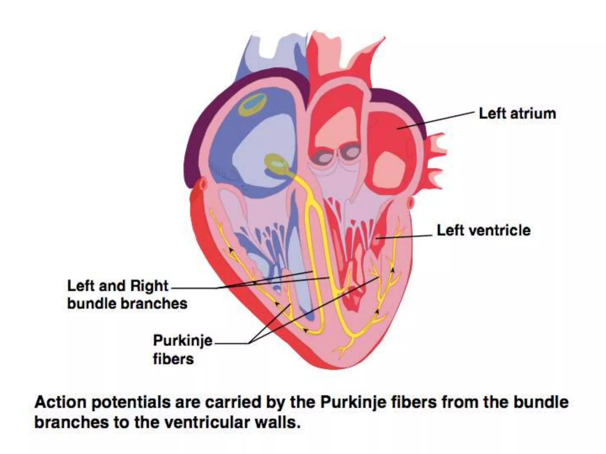 Electrical Activity of the Heart | PPTX