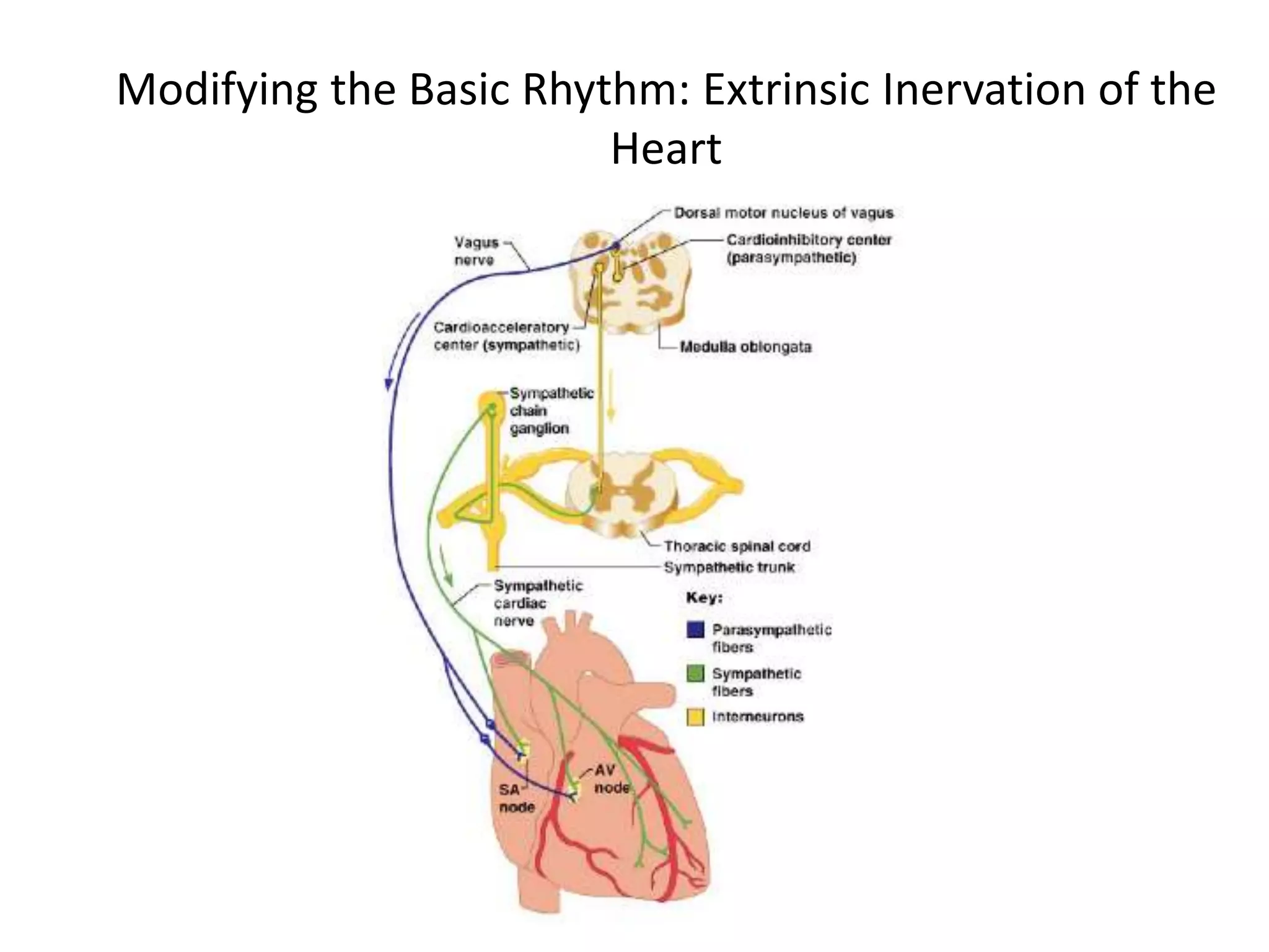 Electrical Activity of the Heart | PPTX