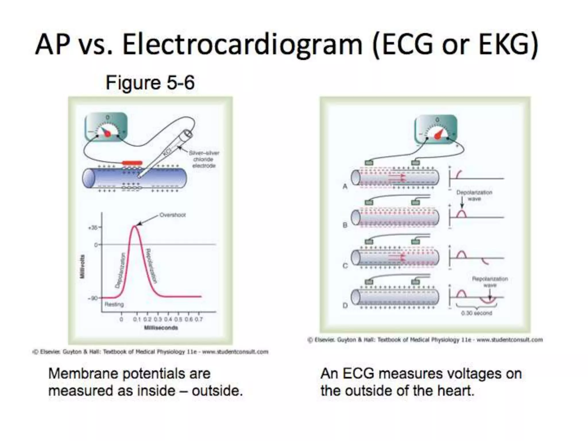 Electrical Activity of the Heart | PPTX