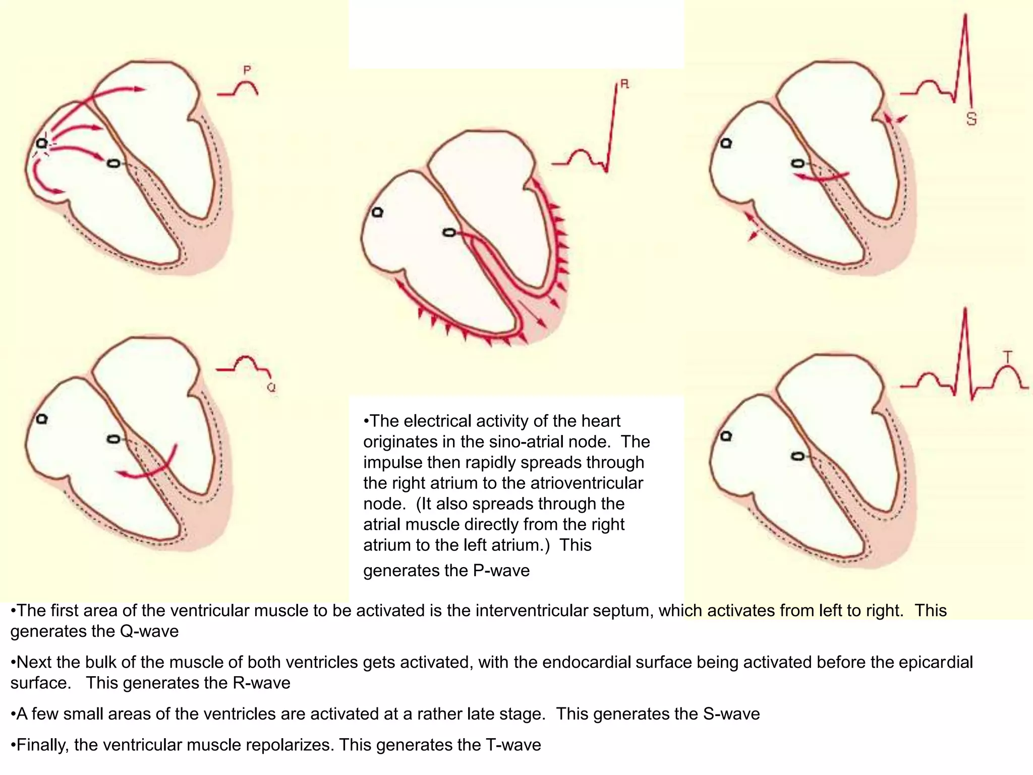 Electrical Activity of the Heart | PPTX