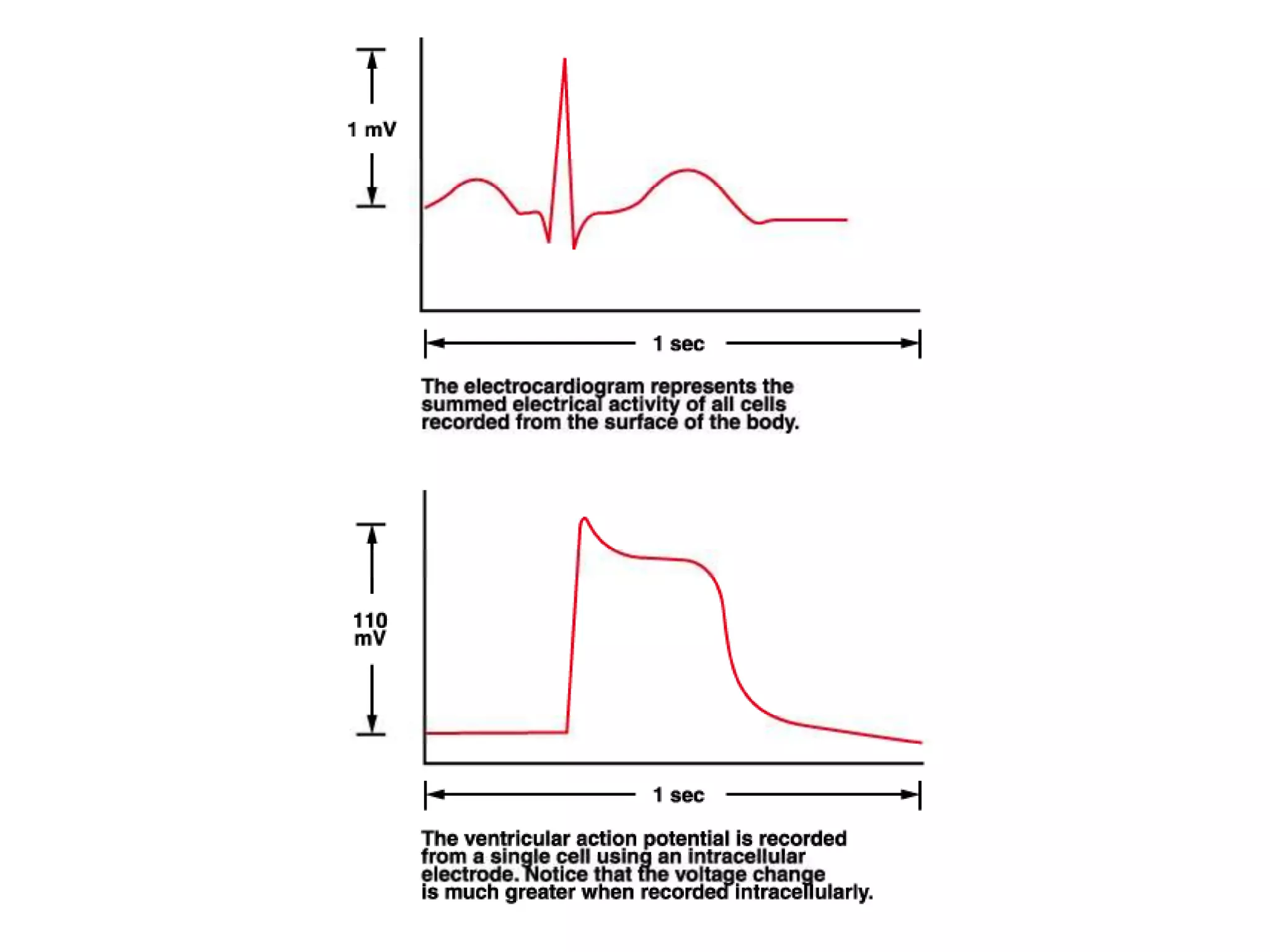 Electrical Activity of the Heart | PPTX
