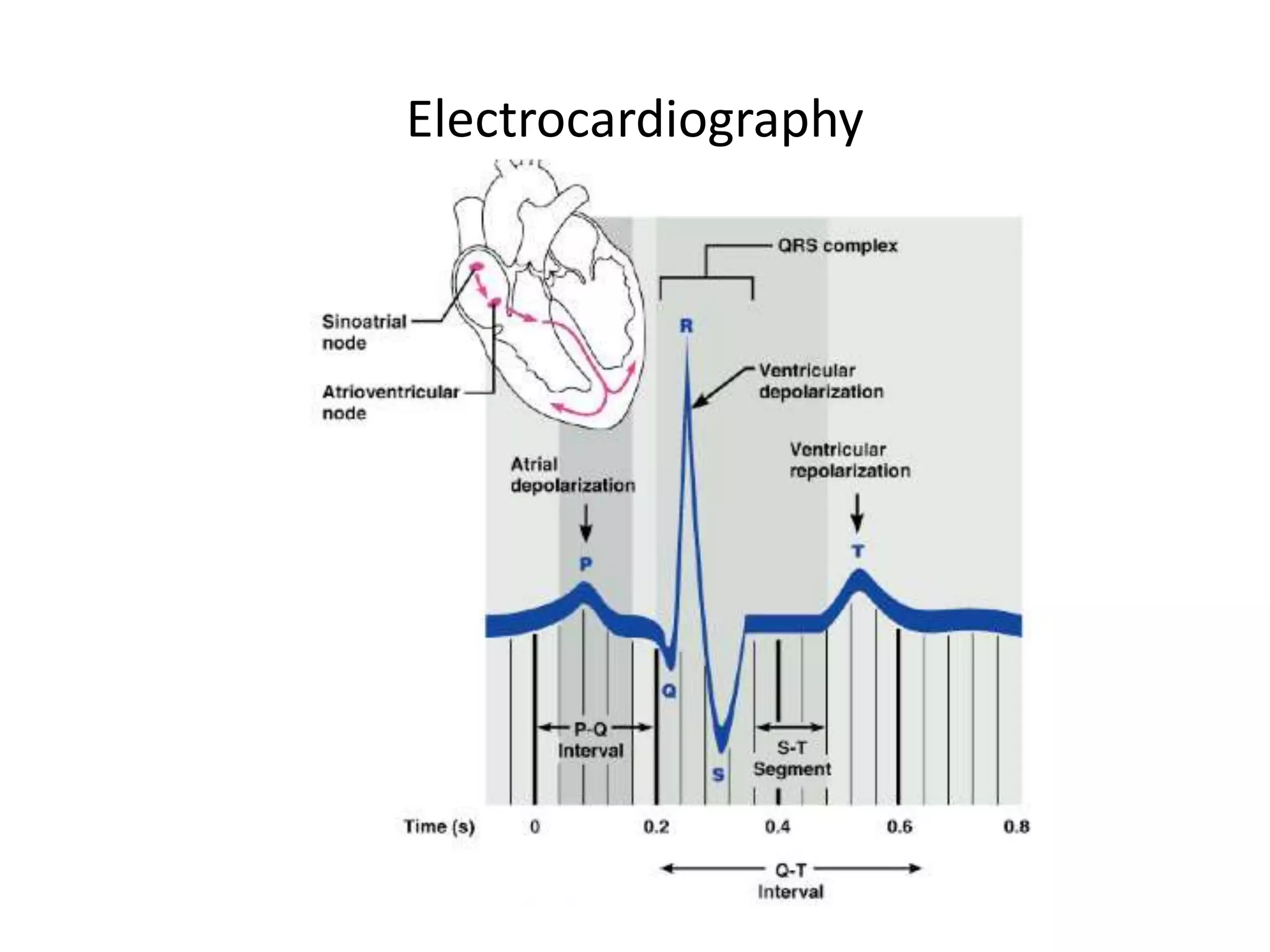 Electrical Activity of the Heart | PPTX