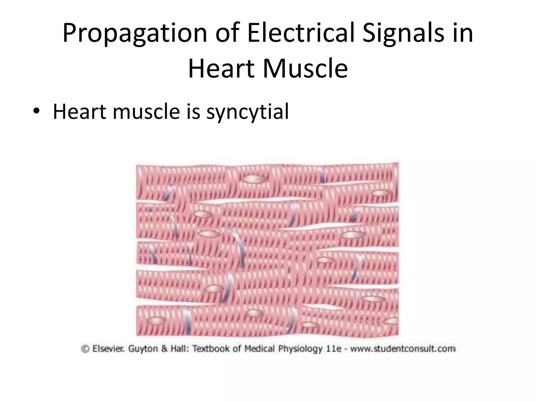 Electrical Activity of the Heart | PPTX